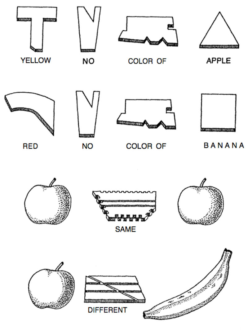 Parlez-vous yerkish, la langue des singes ? - Graphéine